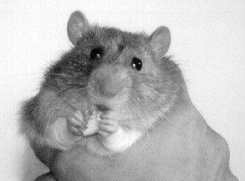 Rat & Mouse Gazette: Coprophagy: Rattus Biologicus: Healthy Behavior ...